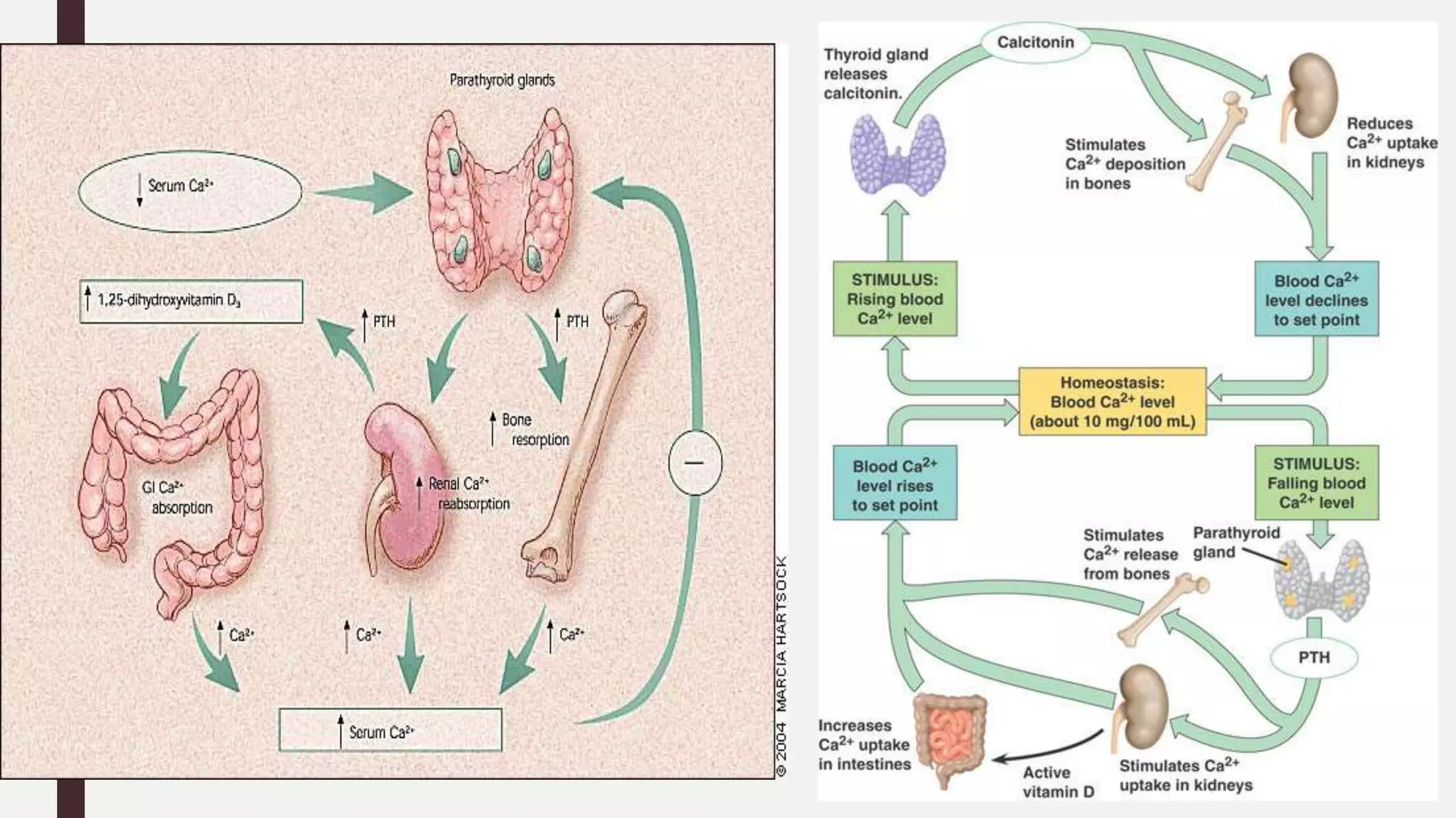 Calcium Metabolism and Hypocalcemia | PPTX