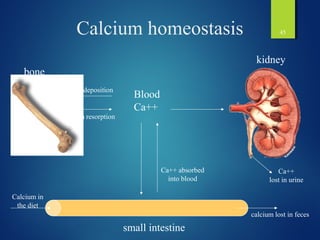 Calcium metabolism made asy | PPT