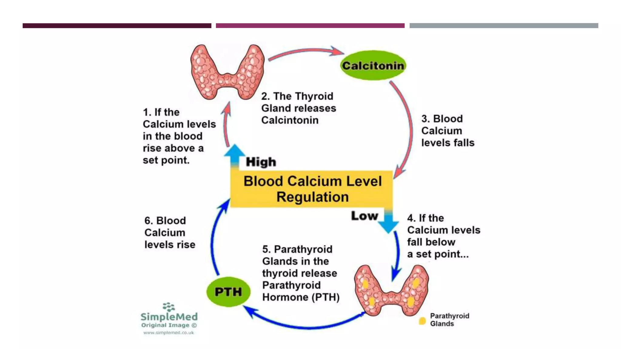 Calcium metabolism | PPTX