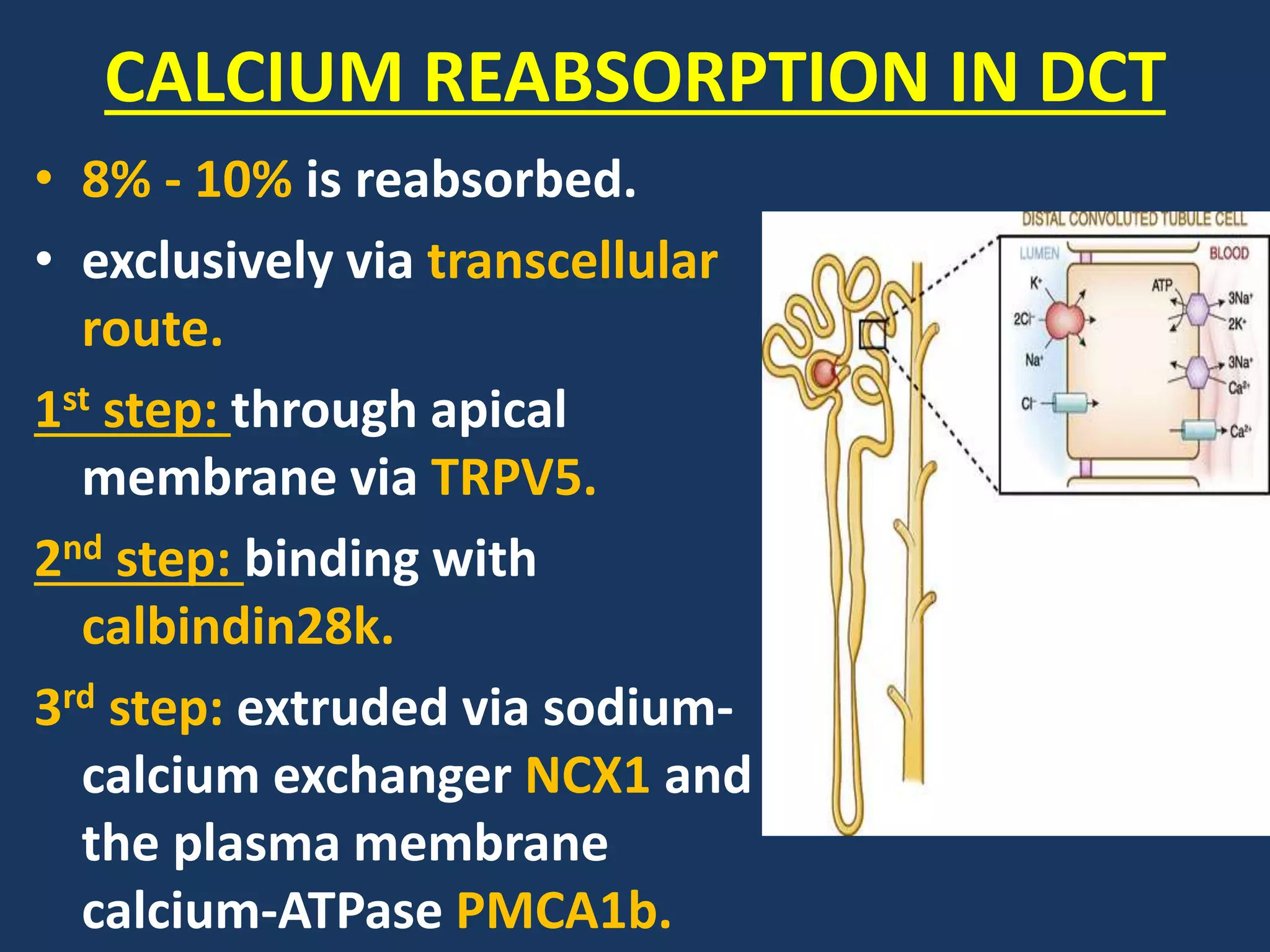 Calcium metabolism,ppt | PPTX