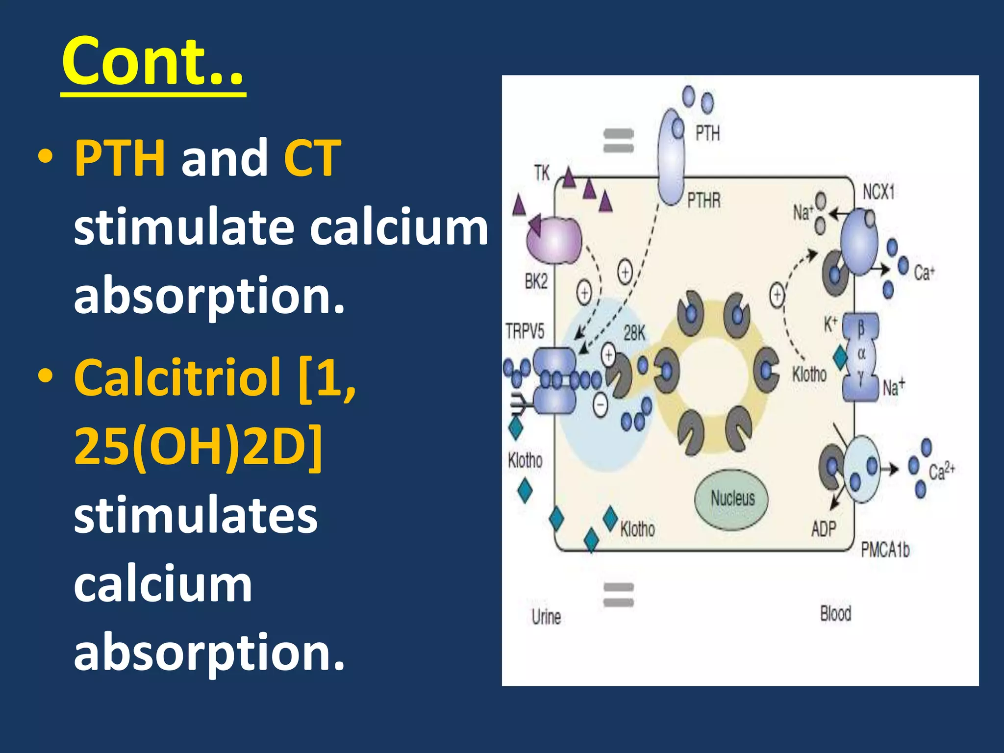 Calcium metabolism,ppt | PPTX