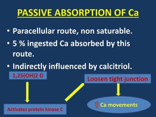 Calcium metabolism,ppt | PPTX