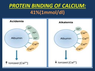 Calcium metabolism,ppt | PPTX