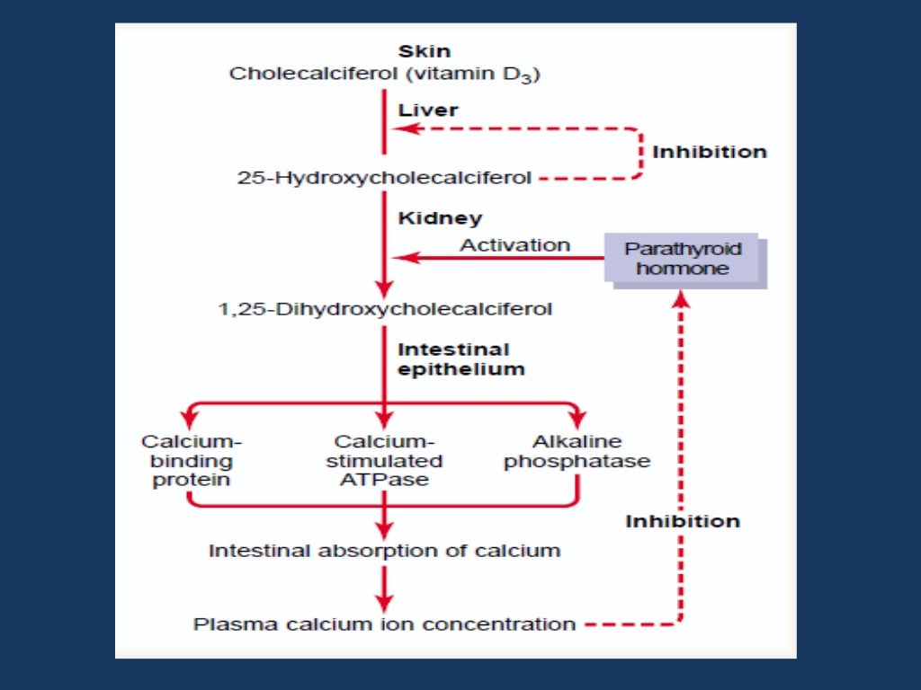 Calcium metabolism,ppt