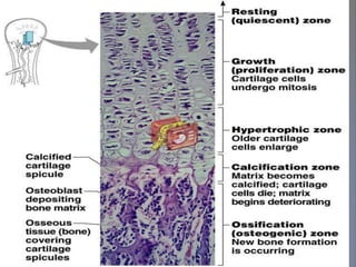 Calcium metabolism, rickets and osteomalacia | PPTX