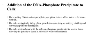 Calcium phosphate method. briefs explanation | PPTX