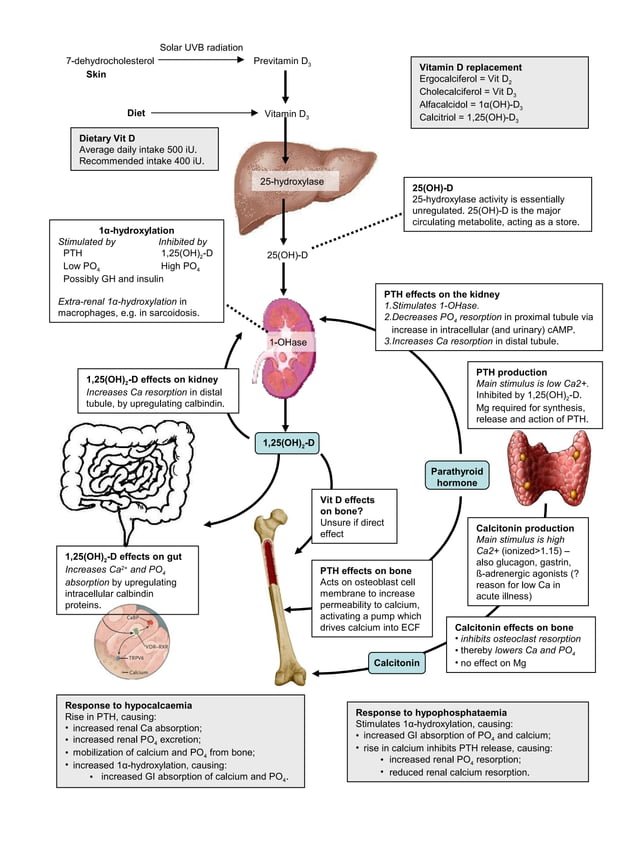 Calcium metabolism handout | PDF