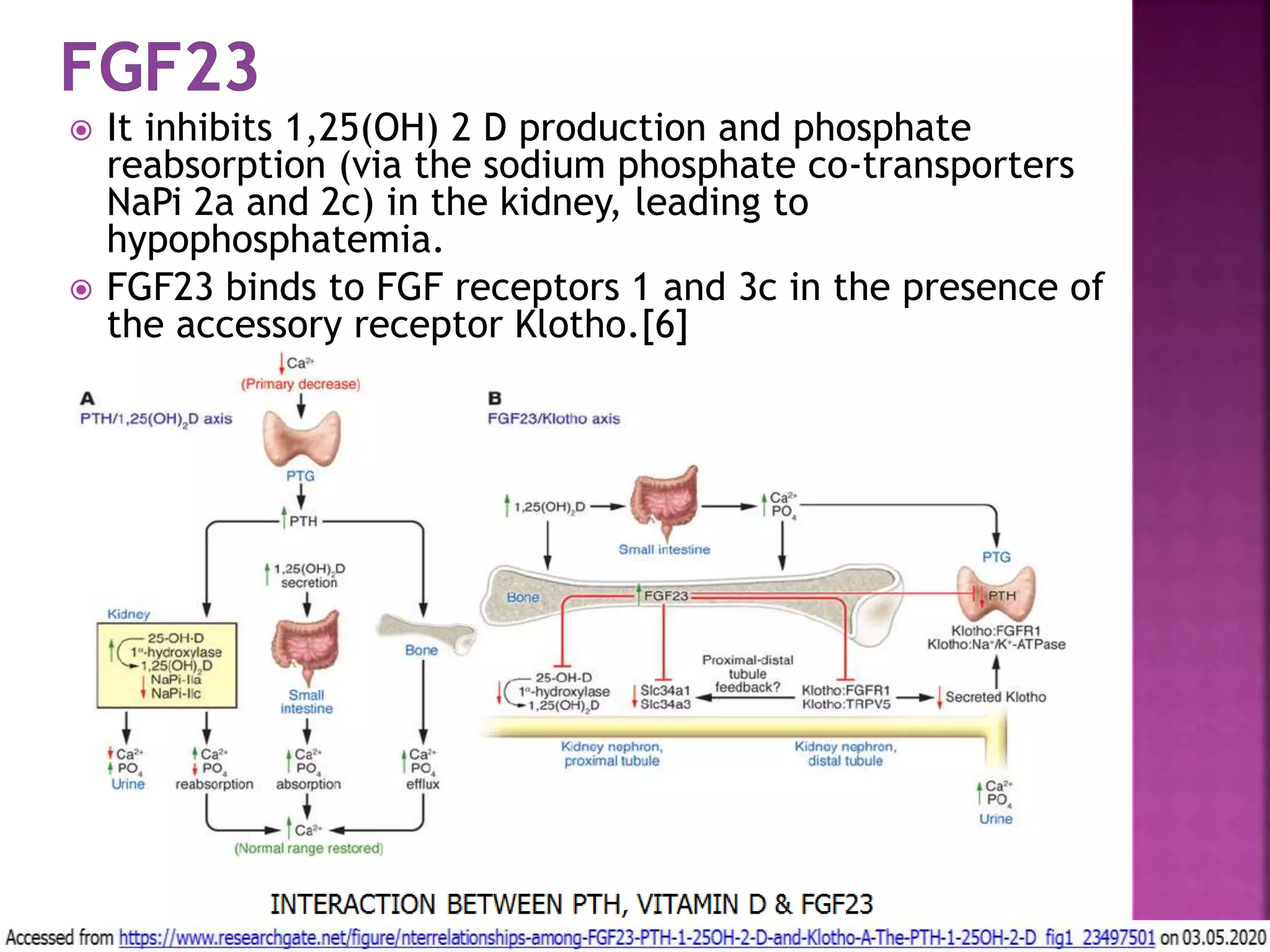 Calcium & phosphorus balance | PPTX