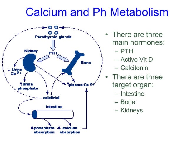 Calcium & phosphorus in ckd (2) | PPTX | Endocrine and Metabolic ...