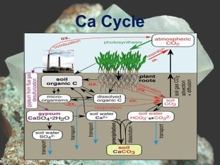 Calcium Cycle In Soil