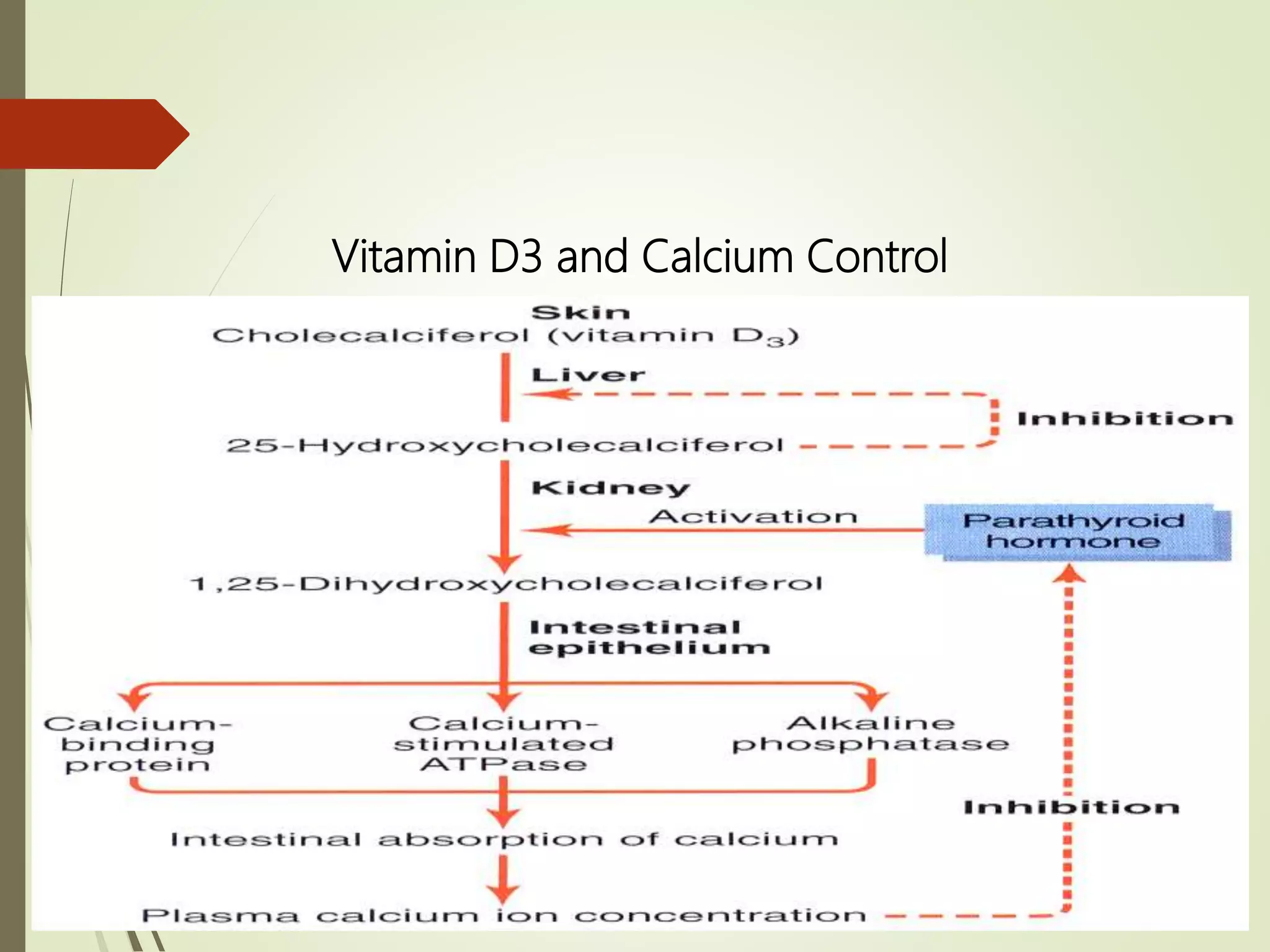 Calcium regulation | PPTX