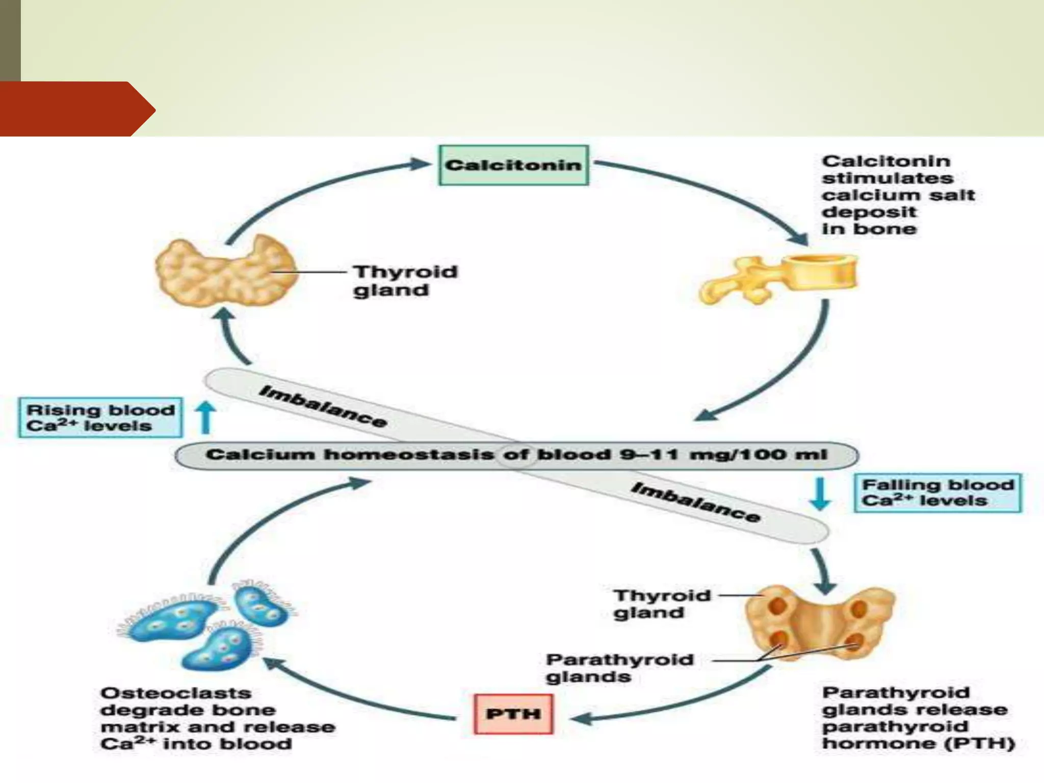 Calcium regulation | PPTX
