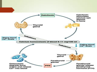 Calcium regulation | PPTX