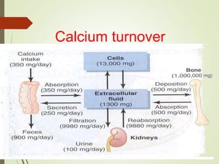 Calcium regulation | PPTX