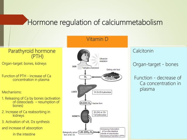 Calcium regulation | PPTX | Endocrine and Metabolic Diseases | Diseases ...