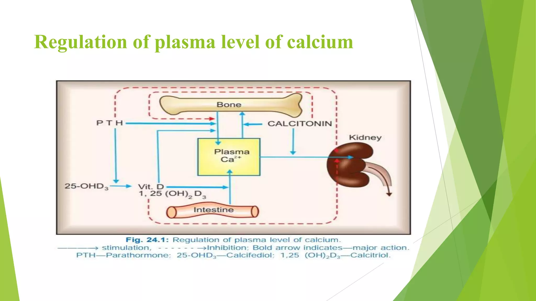 Calcium regulation | PPTX