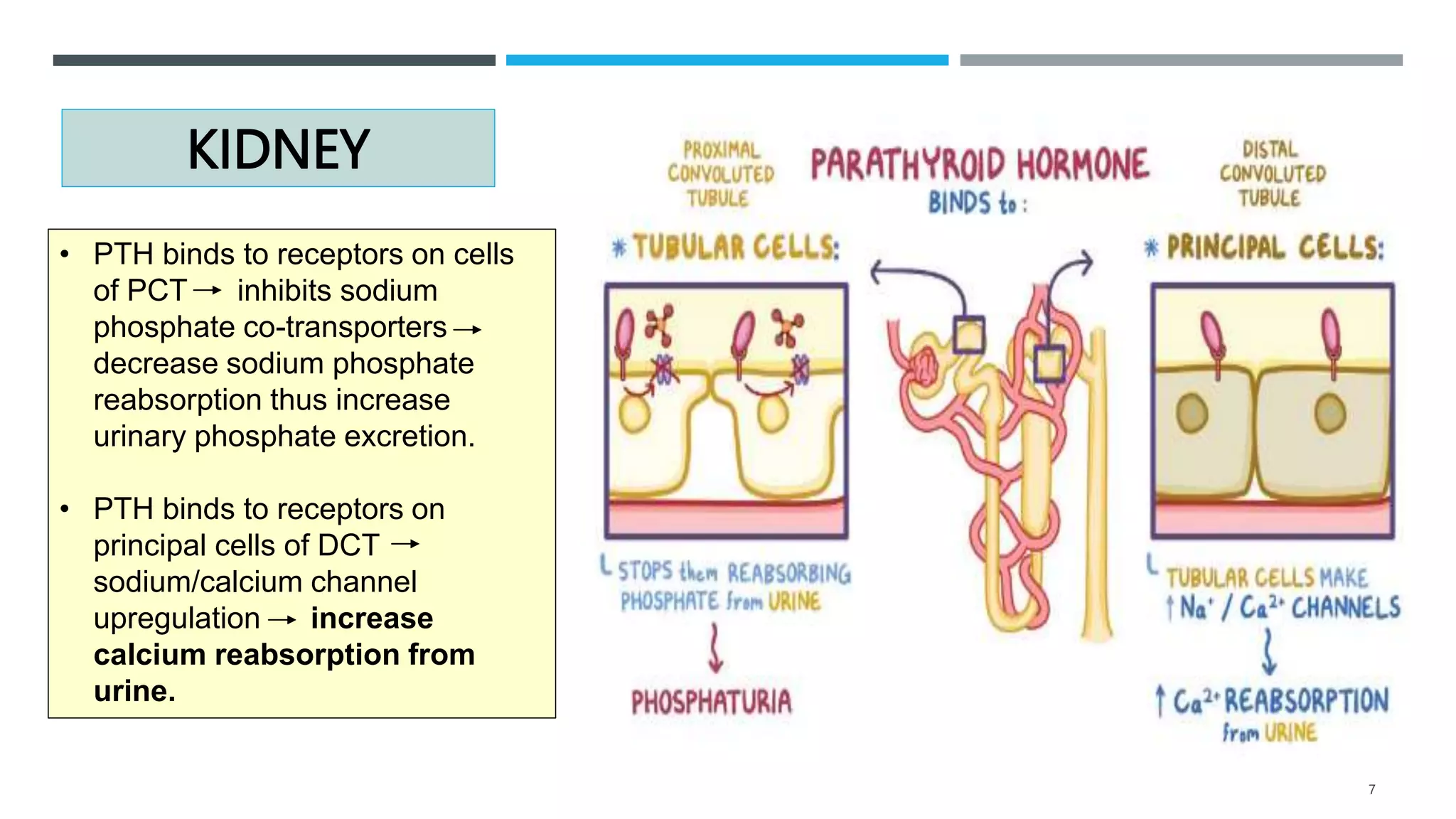 Calcium regulation.pptx