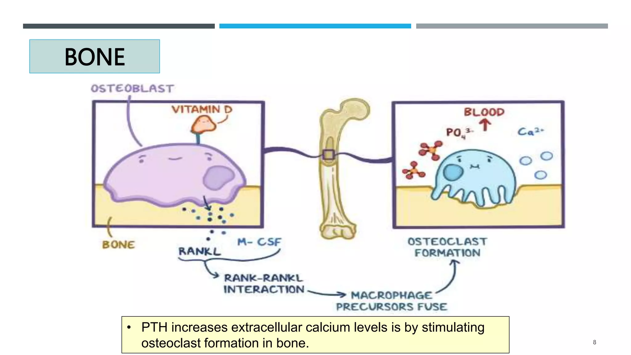 Calcium regulation.pptx