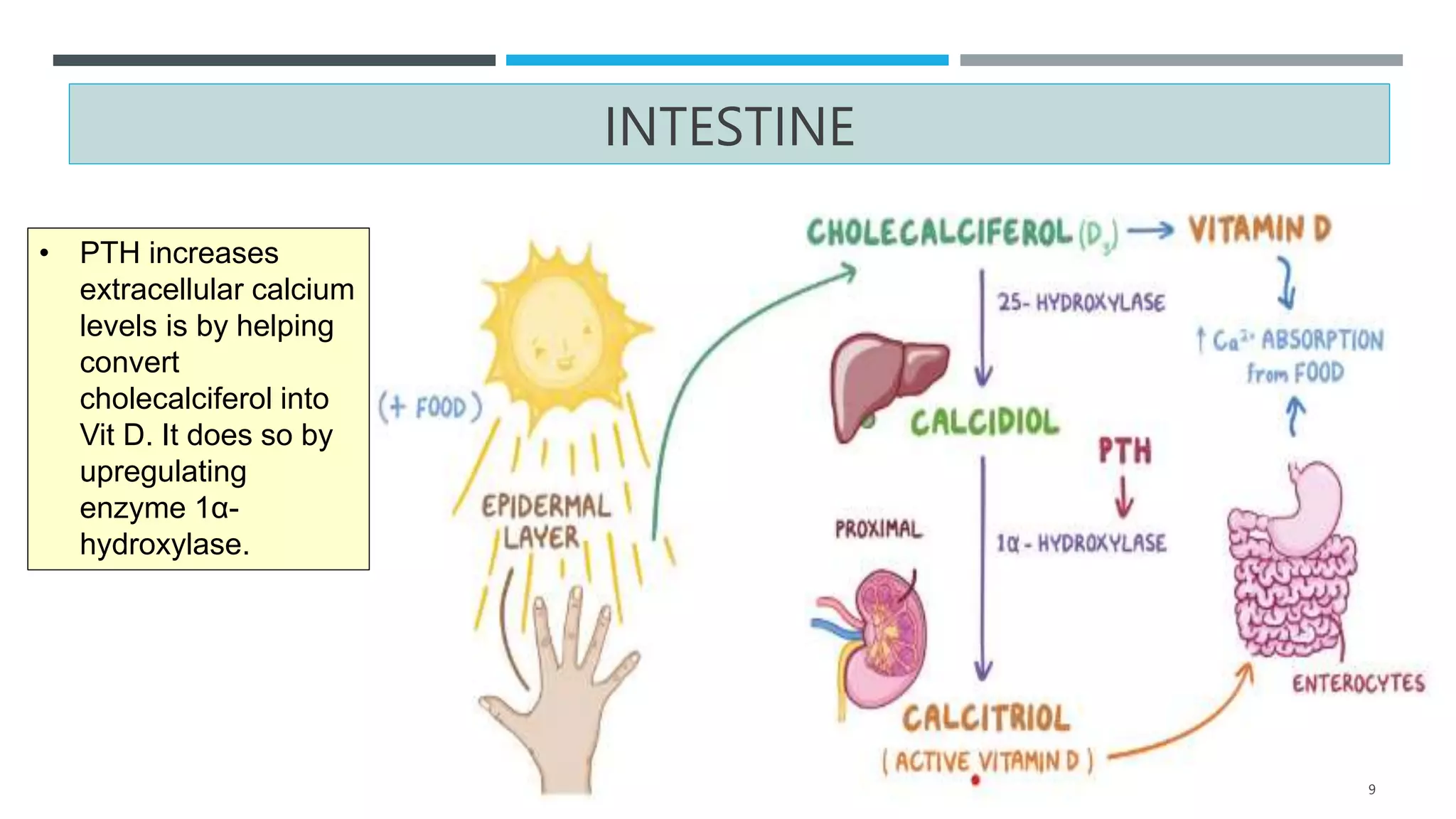 Calcium regulation.pptx