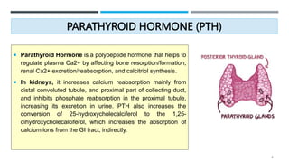 Calcium regulation.pptx