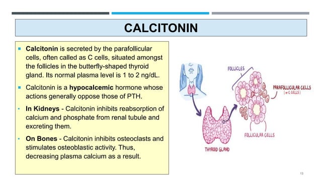 Calcium regulation.pptx