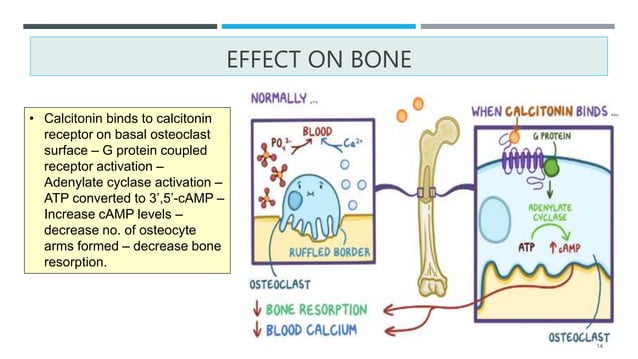 Calcium regulation.pptx