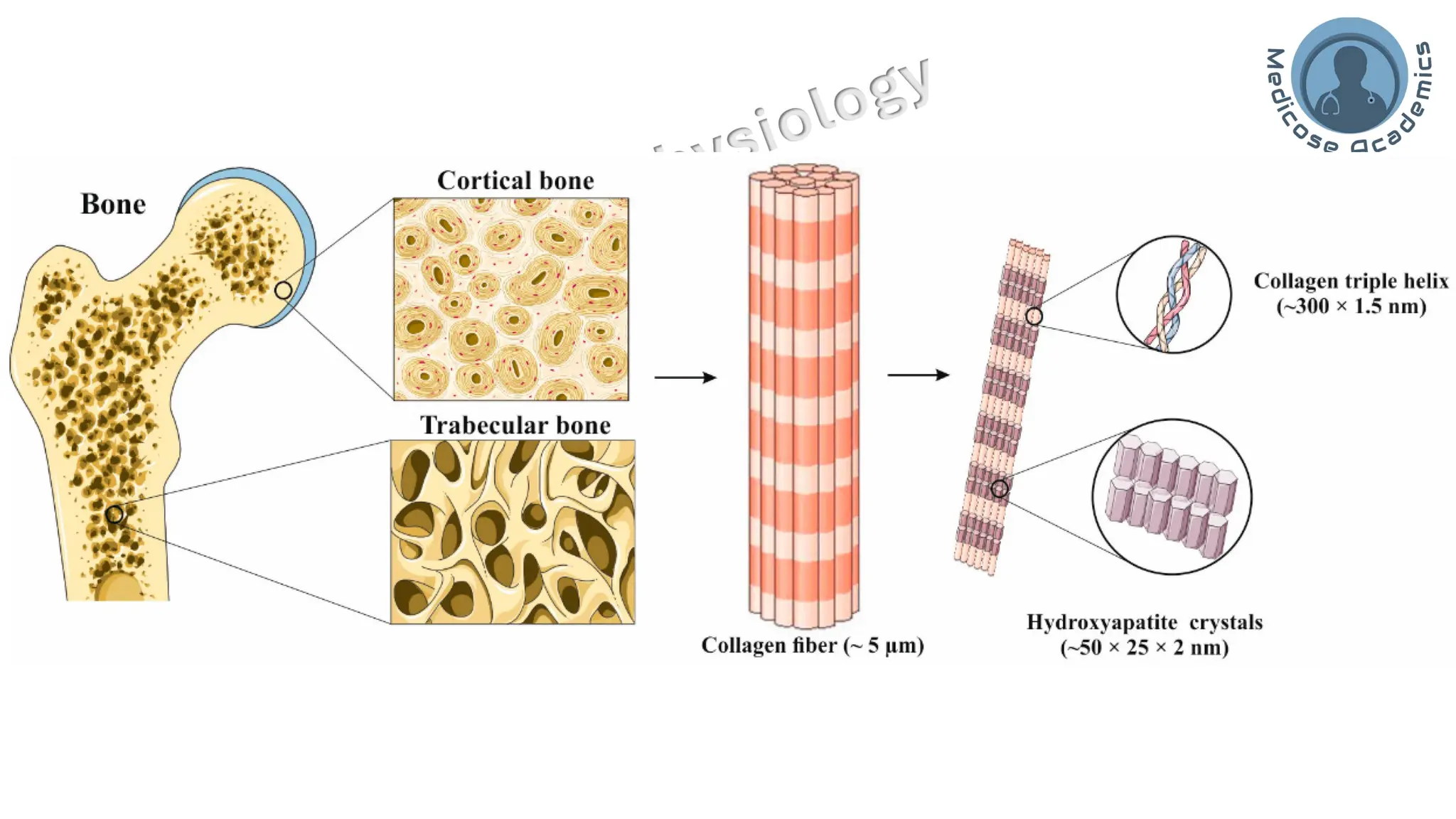 Calcium regulation hormones_ PTH, Vitamin D & Calcitonin.pdf