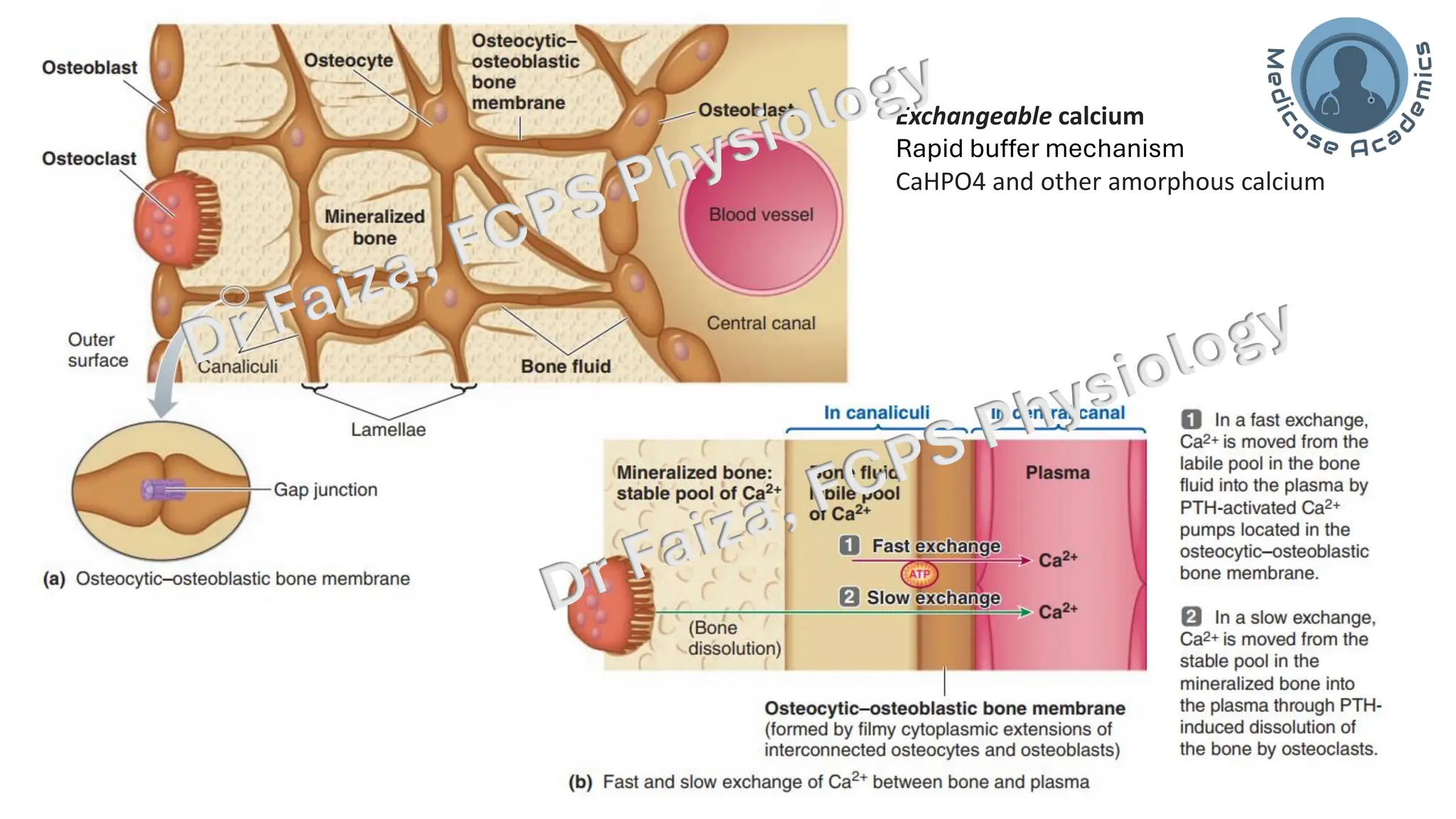 Calcium regulation hormones_ PTH, Vitamin D & Calcitonin.pdf
