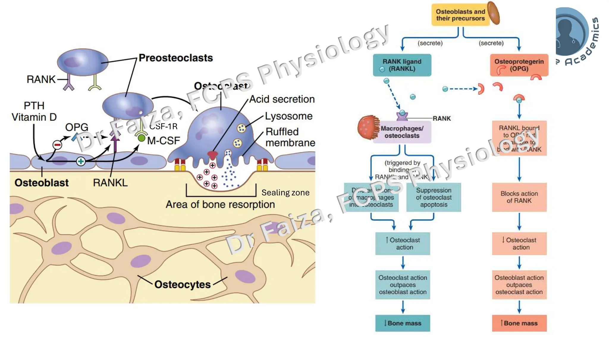 Calcium regulation hormones_ PTH, Vitamin D & Calcitonin.pdf