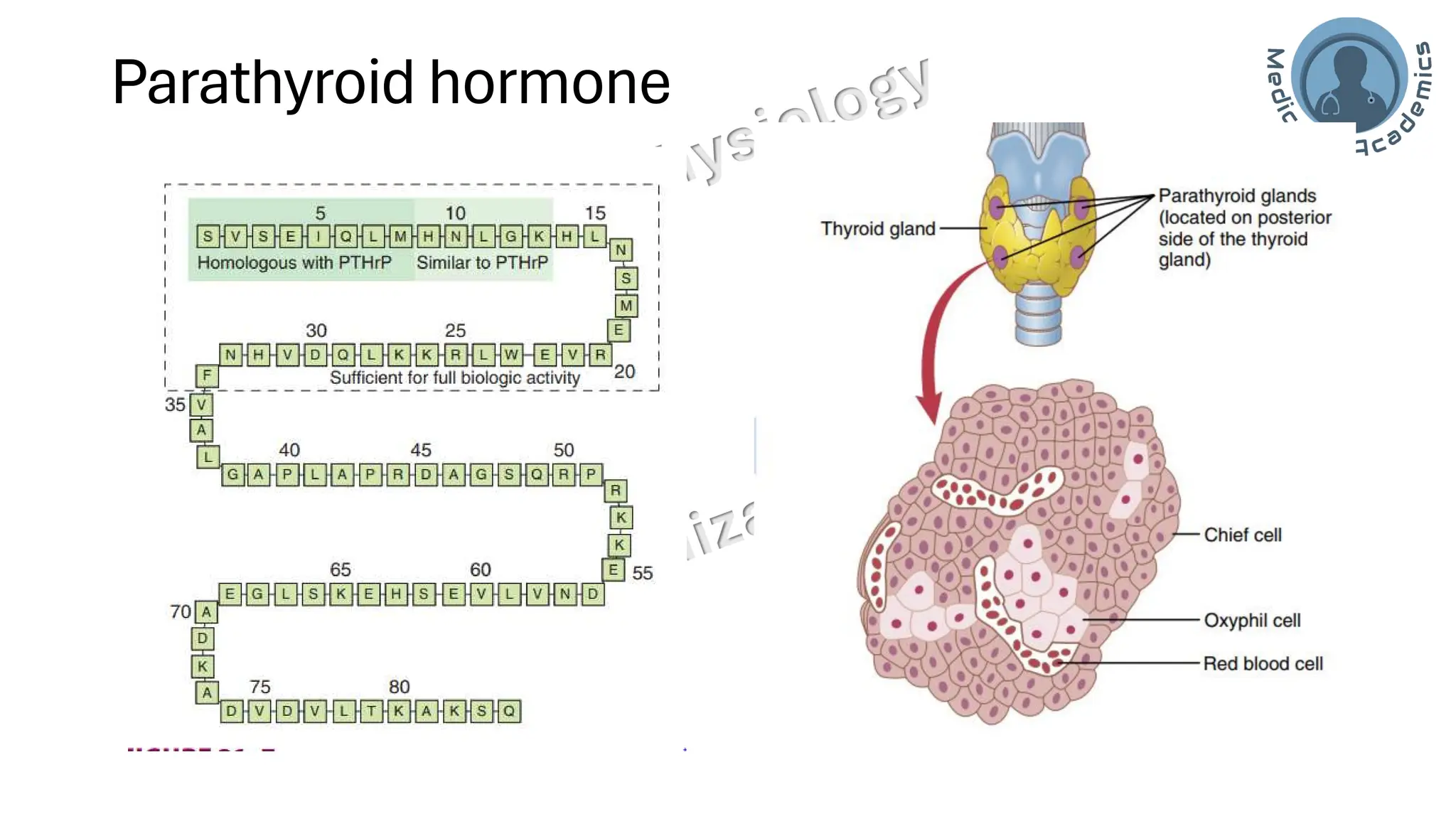 Calcium regulation hormones_ PTH, Vitamin D & Calcitonin.pdf