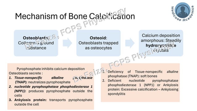 Calcium regulation hormones_ PTH, Vitamin D & Calcitonin.pdf ...