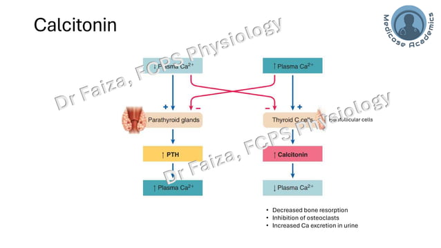 Calcium regulation hormones_ PTH, Vitamin D & Calcitonin.pdf ...