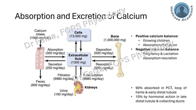 Calcium regulation hormones_ PTH, Vitamin D & Calcitonin.pdf ...