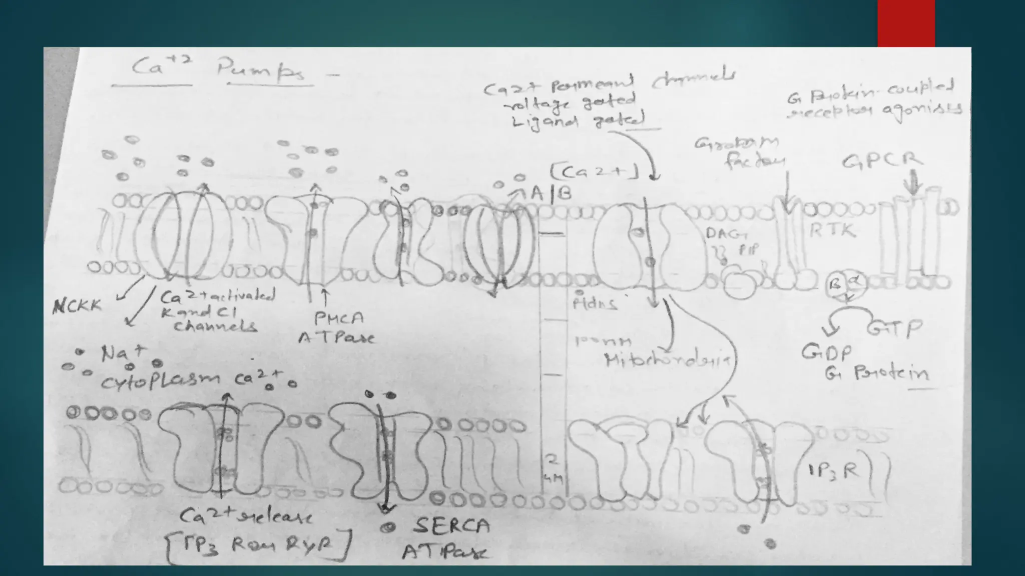 Calcium Signaling and its Implication in Disease | PPTX