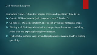 Calcium Signaling and its Implication in Disease | PPTX
