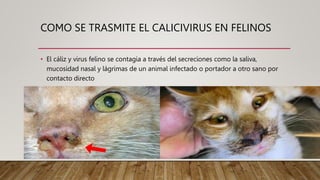 CALCIVIRUS.pptx