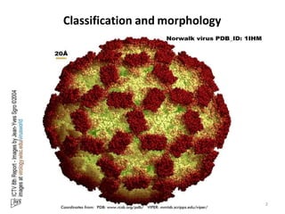 Calcivirus or calicivirus | PPTX