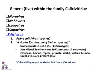 Calcivirus or calicivirus | PPTX