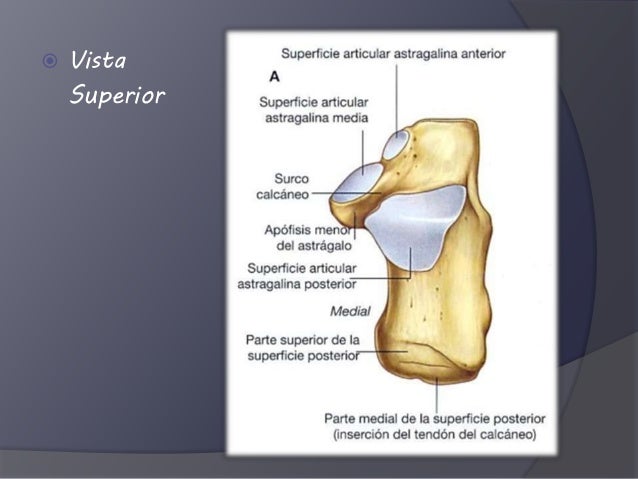 Anatomiadelhuesocalcaneo