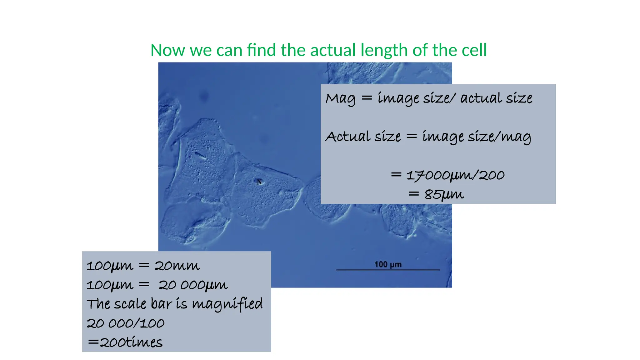 calculatingmagnificationsizeofspecimensupdated-240819071546-3c61fd4f.pptx