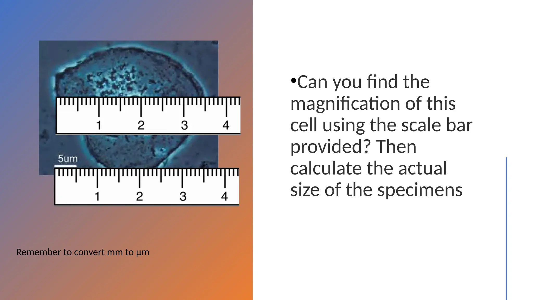 calculatingmagnificationsizeofspecimensupdated-240819071546-3c61fd4f.pptx