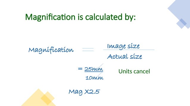 calculatingmagnificationsizeofspecimensupdated-240819071546-3c61fd4f.pptx