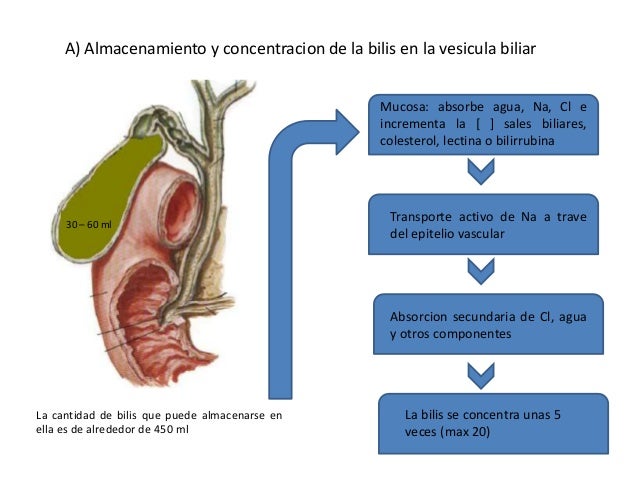 Calculos biliares fisiologia e fisiopatologiagiovanni