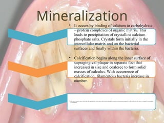 Calculus- Calcification of the plaque maturation | PPTX