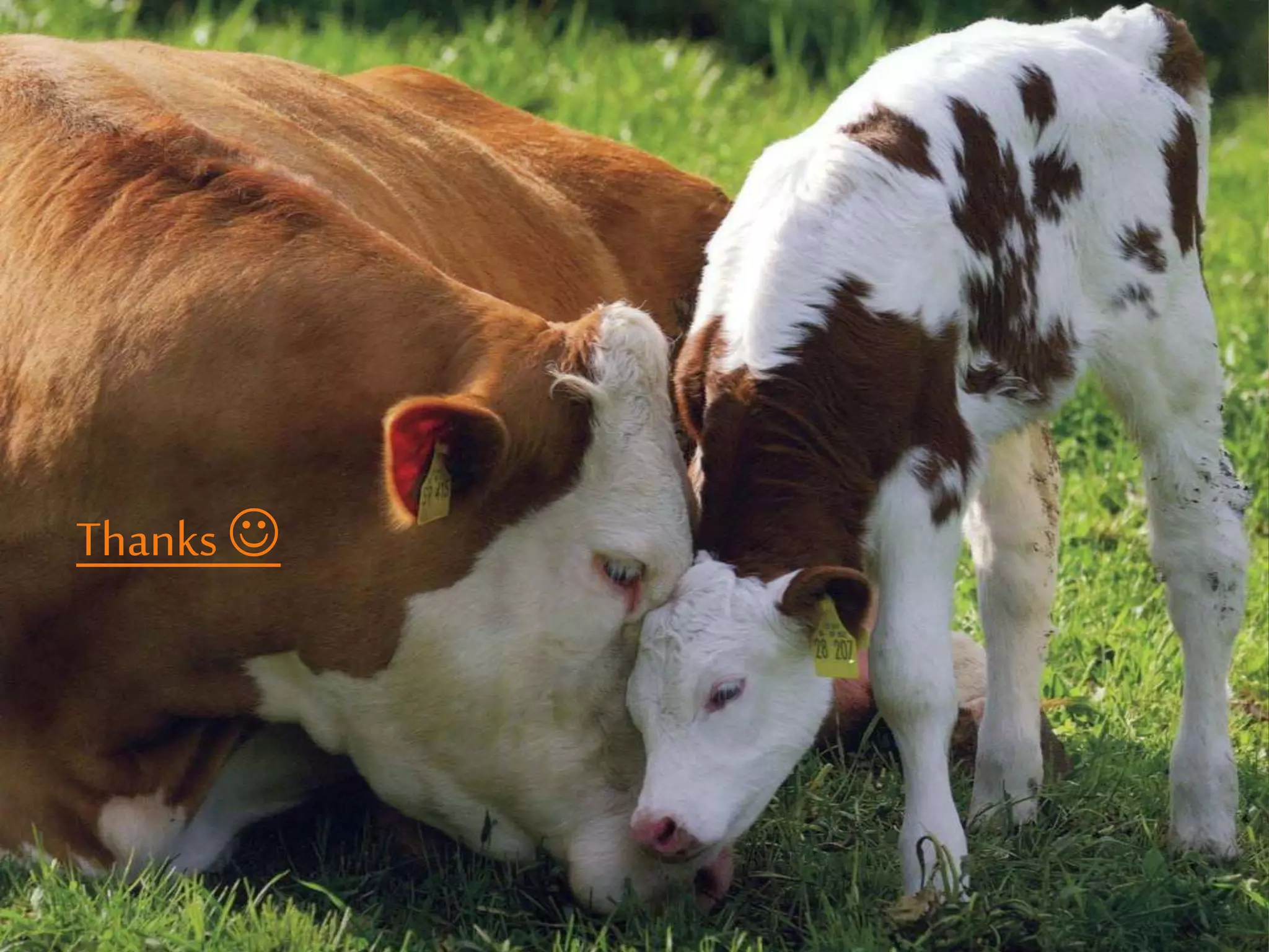 Calf bloat /abomasal tympany by Dr.Amandeep | PPTX