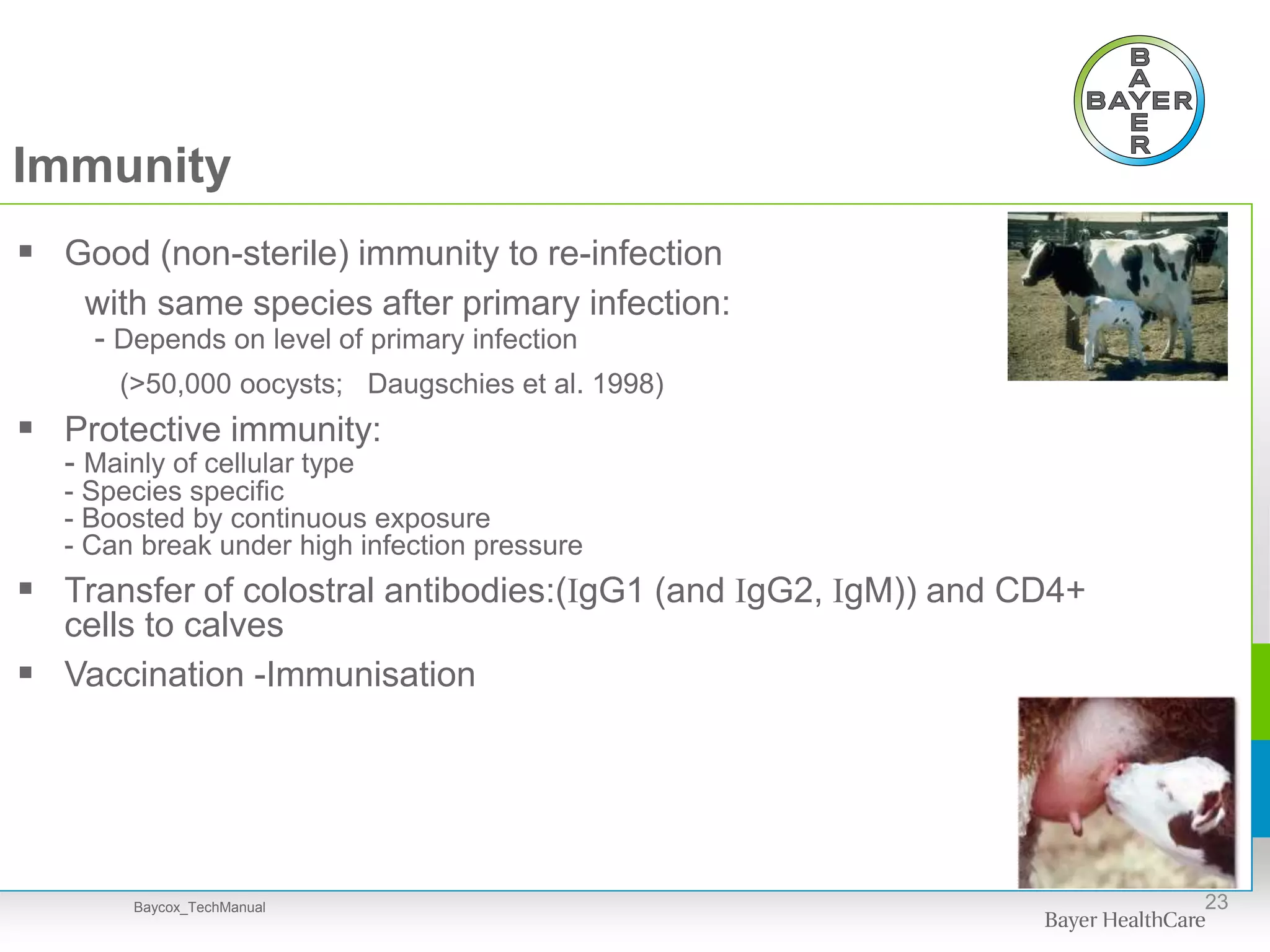 Calf Coccidiosis | PPTX