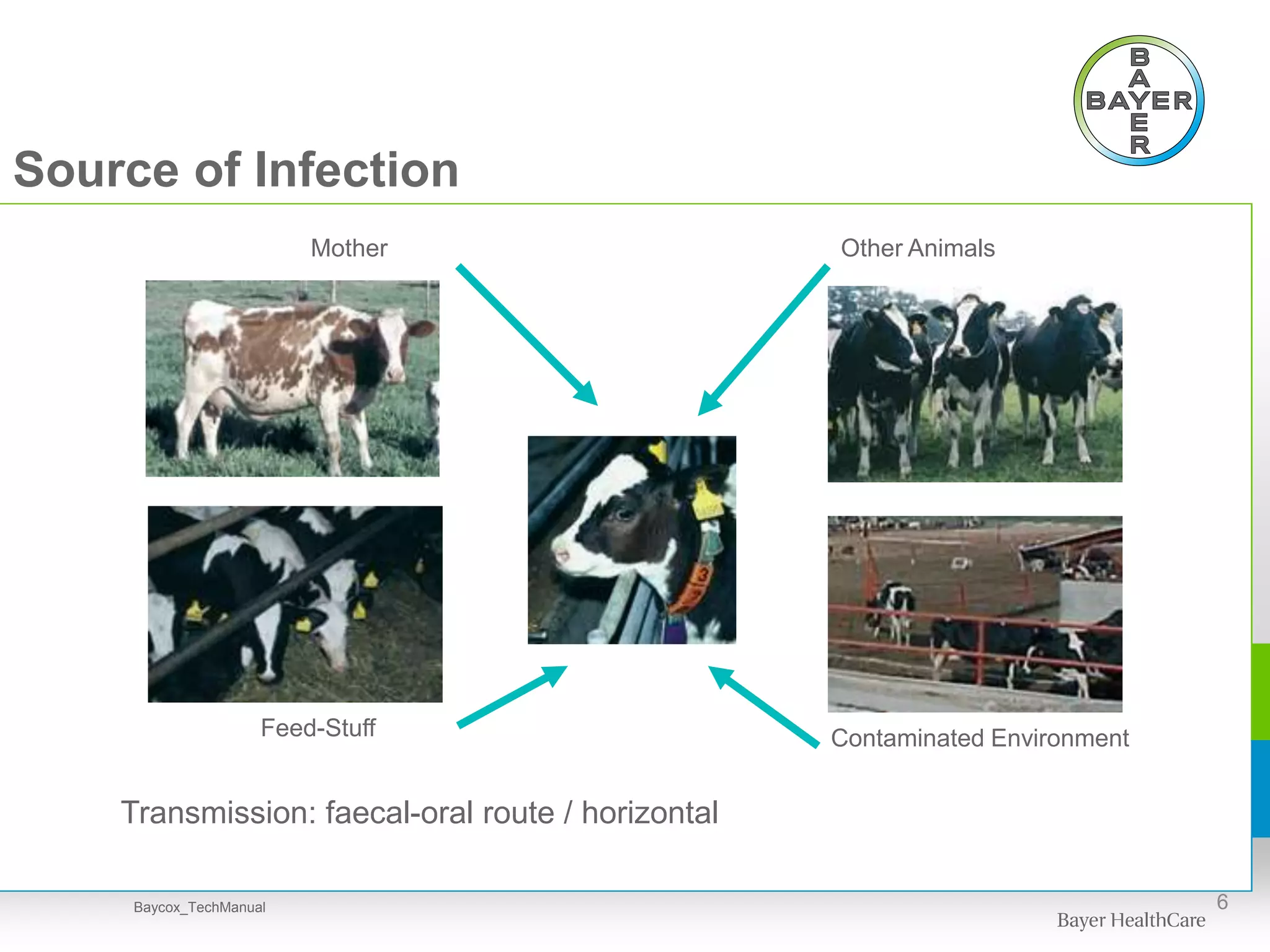 Calf Coccidiosis | PPTX