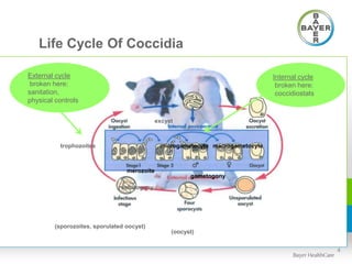 Calf Coccidiosis | PPTX