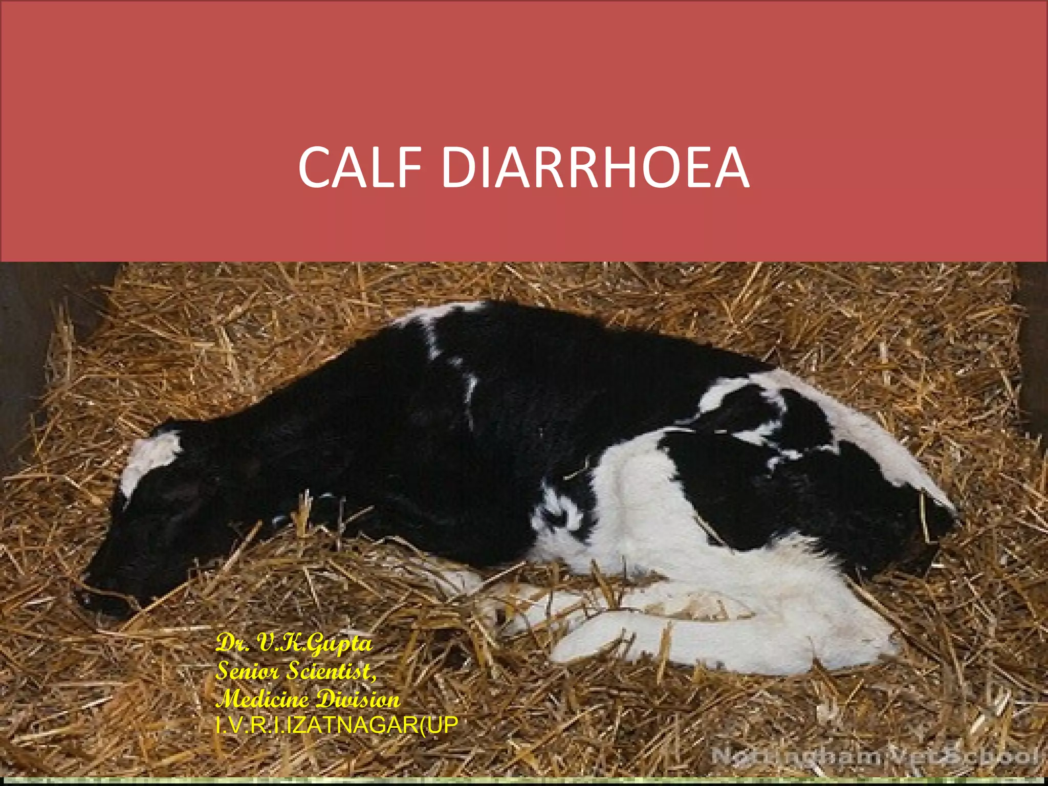 Calf diarrhoea | PPT