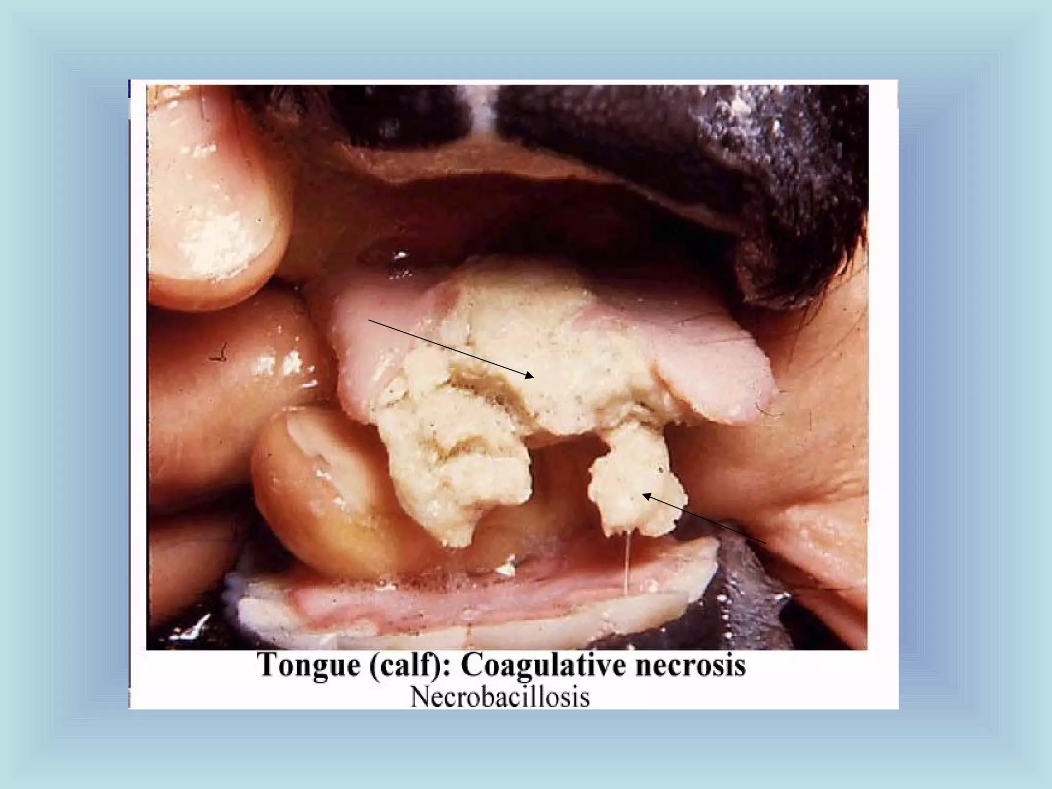 Calf diphtheria | PPS
